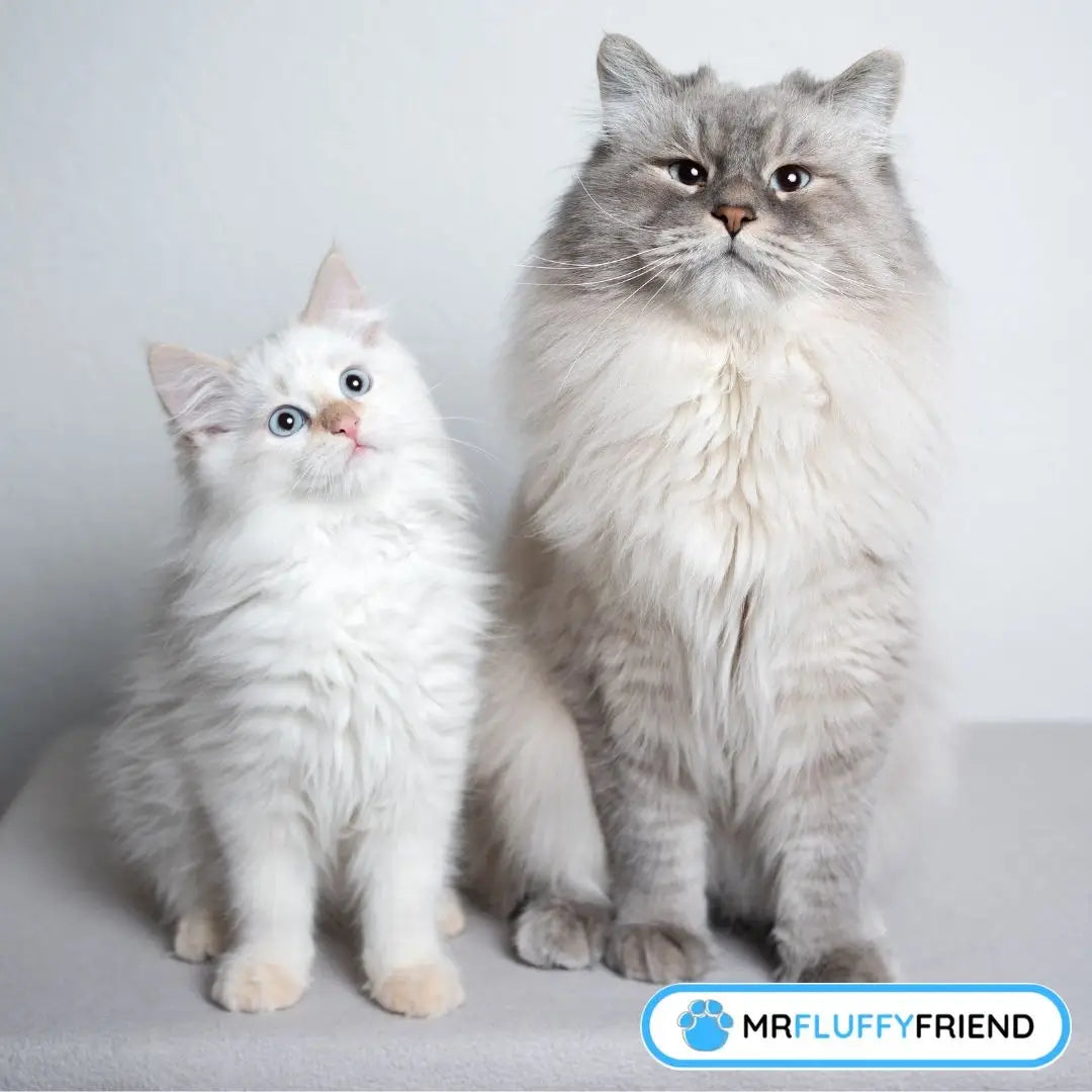 10 tegn på at din kat accepterer den nye killing – MrFluffyFriend™ Dansk
